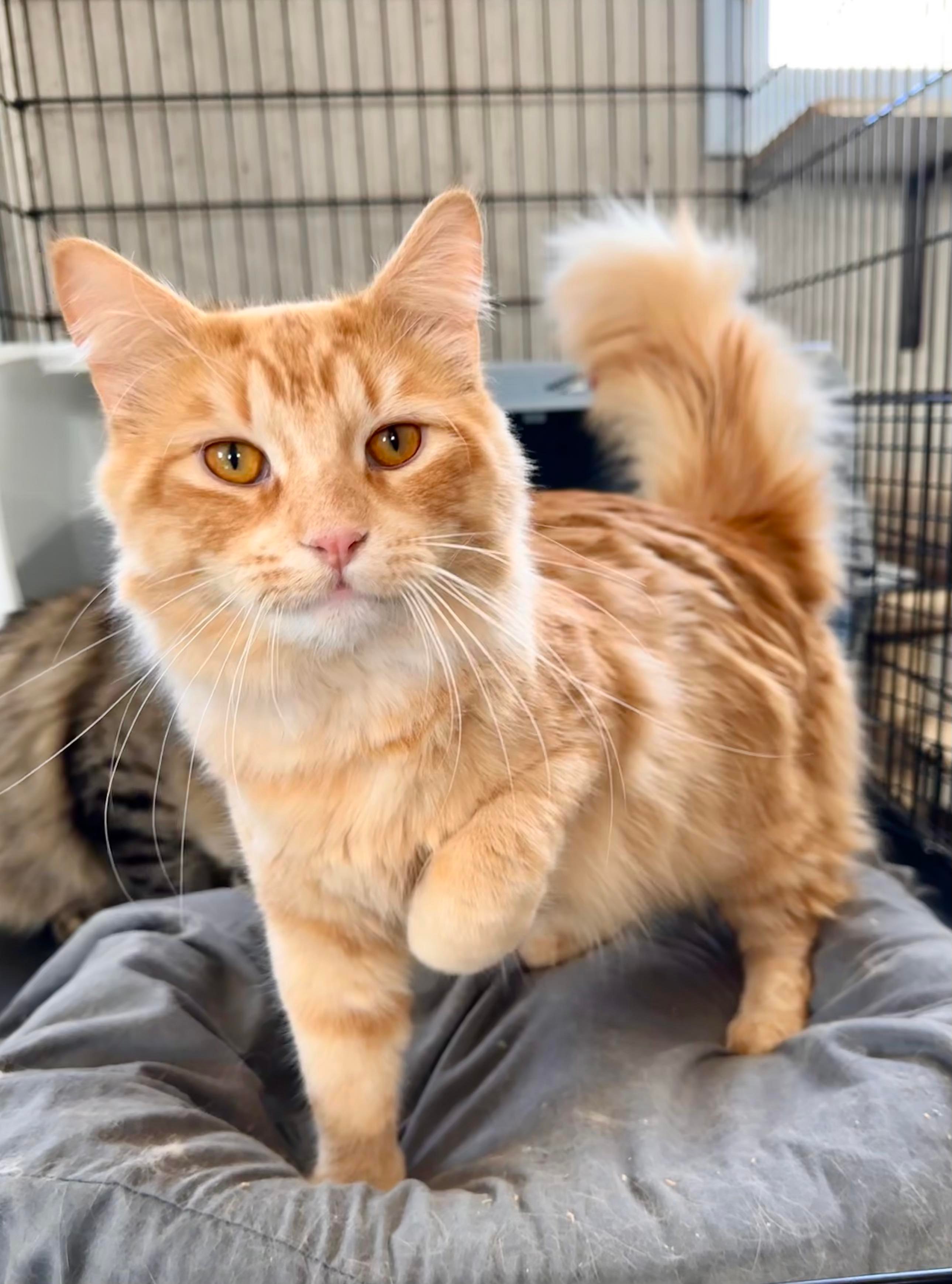 Nous vous présentons Lucky - Société protectrice des animaux du Littoral