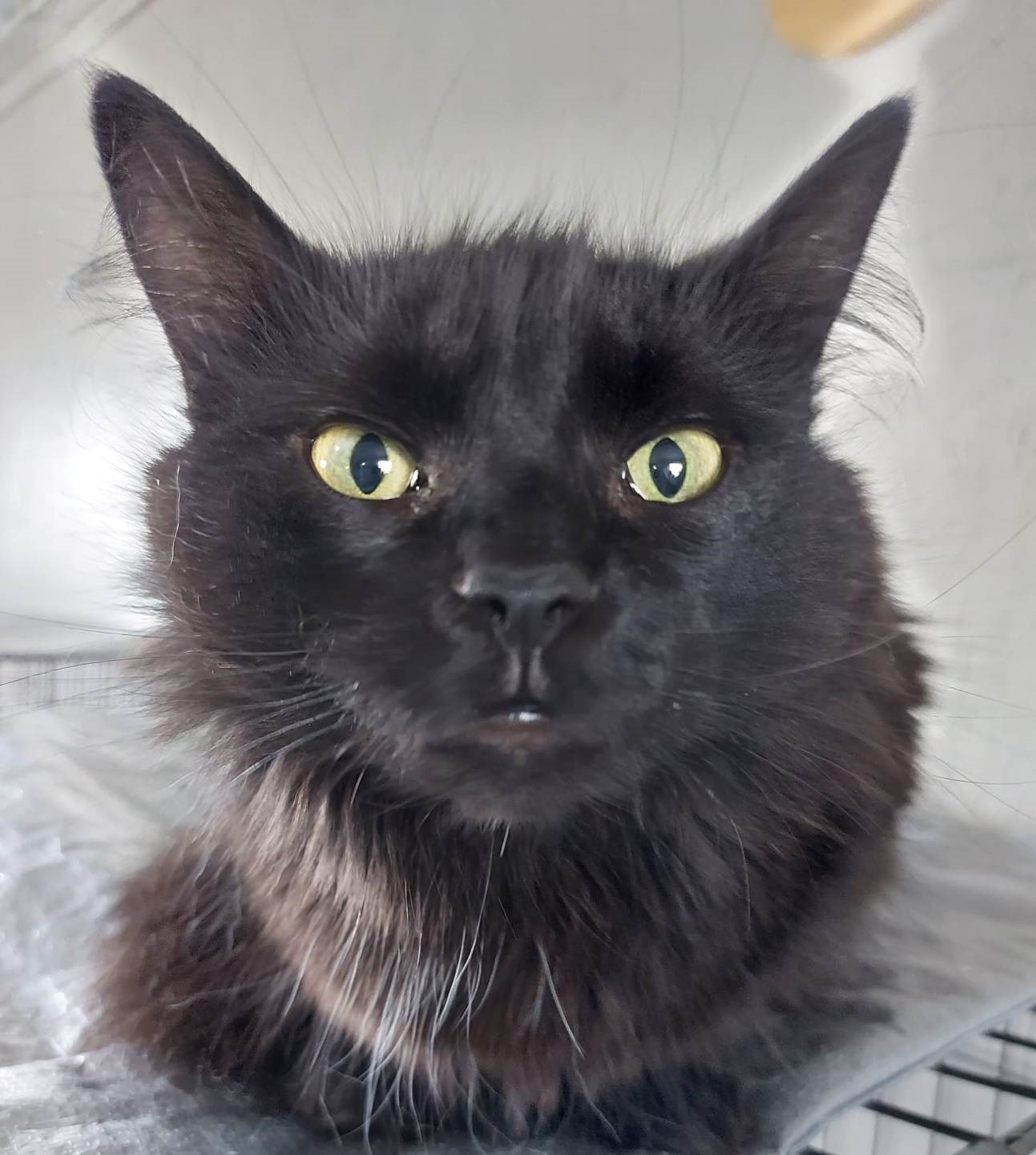 Nous vous présentons Emma - Société protectrice des animaux du Littoral