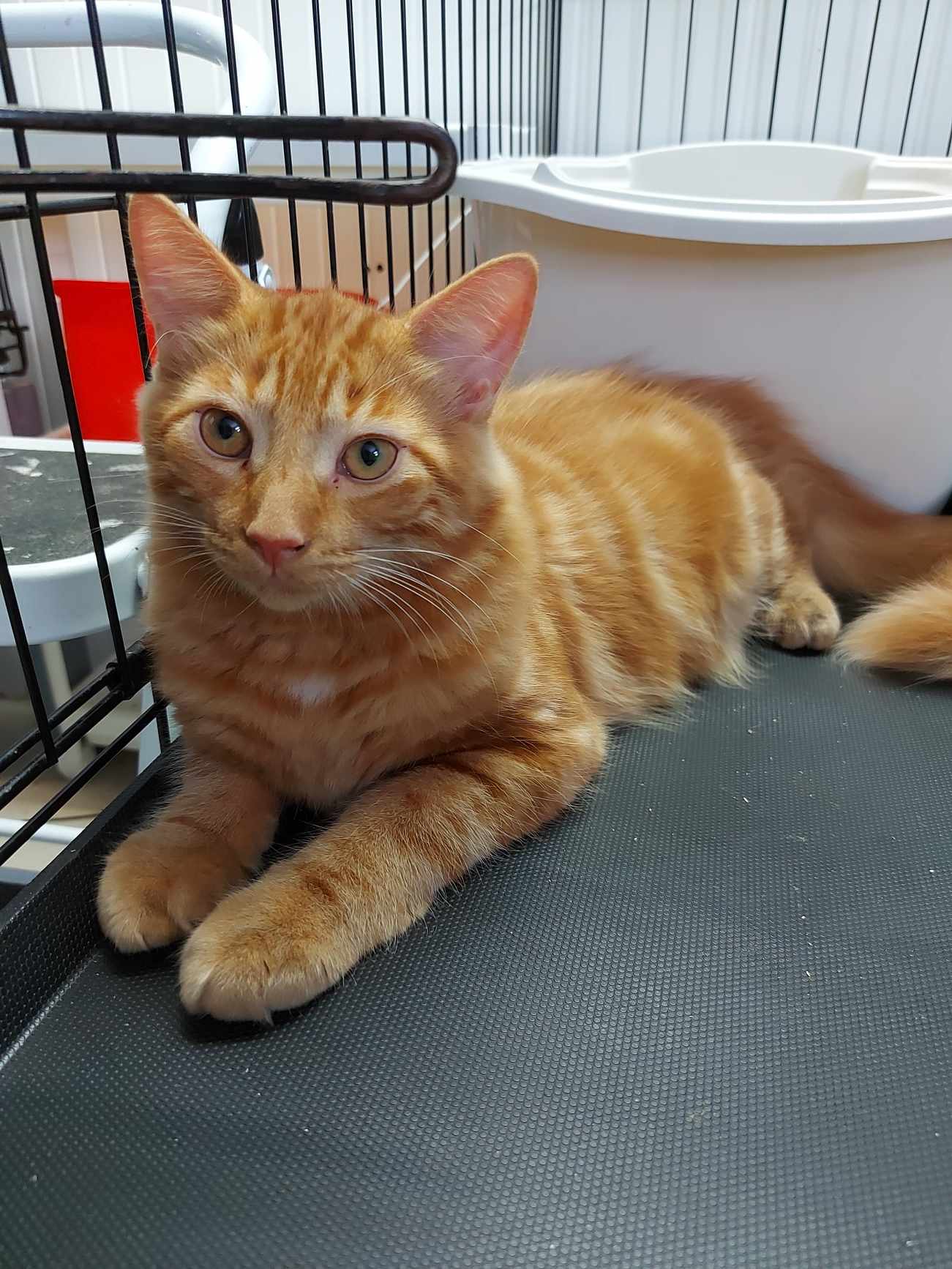 Photos Chats Adopter 06