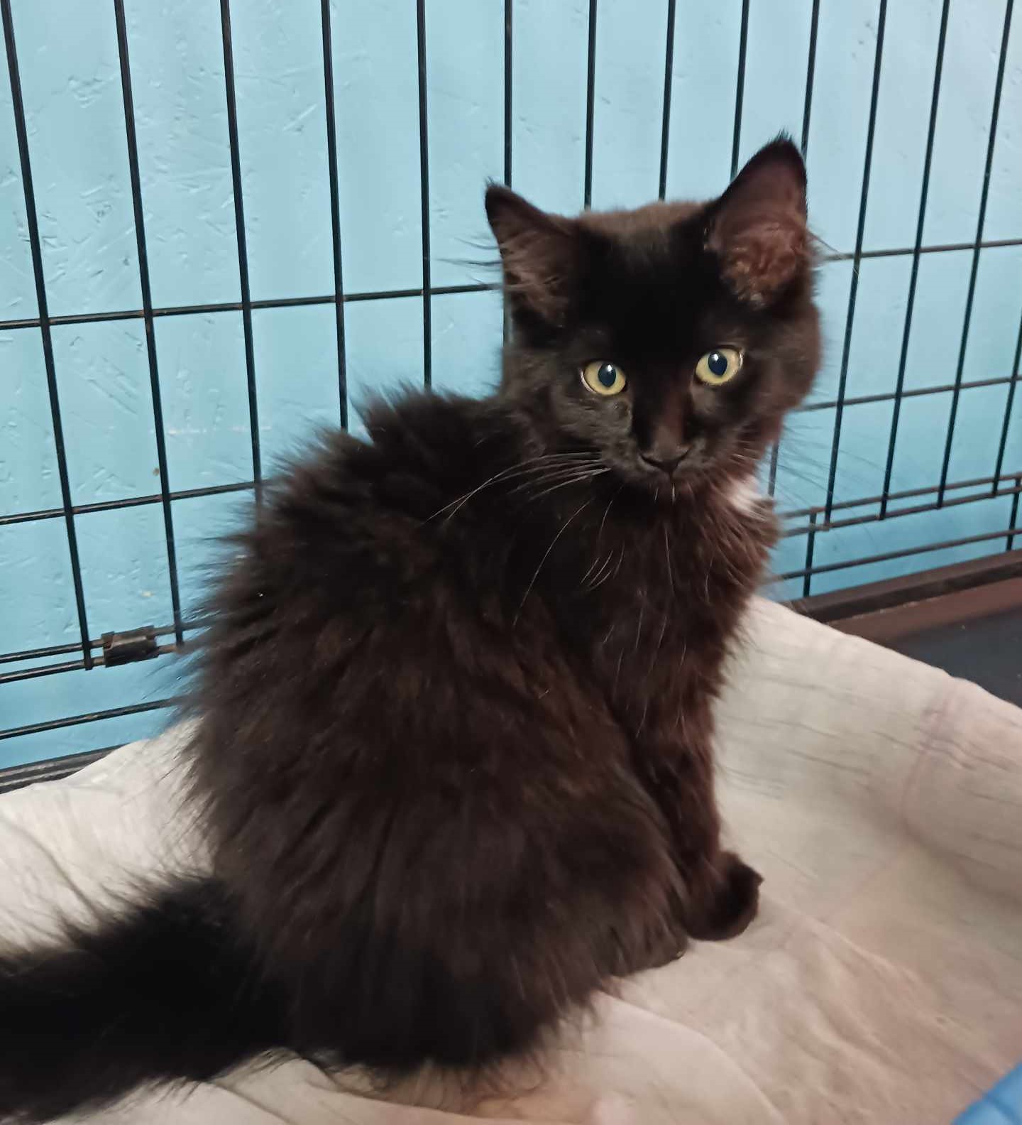 Nous vous présentons Mila - Société protectrice des animaux du Littoral