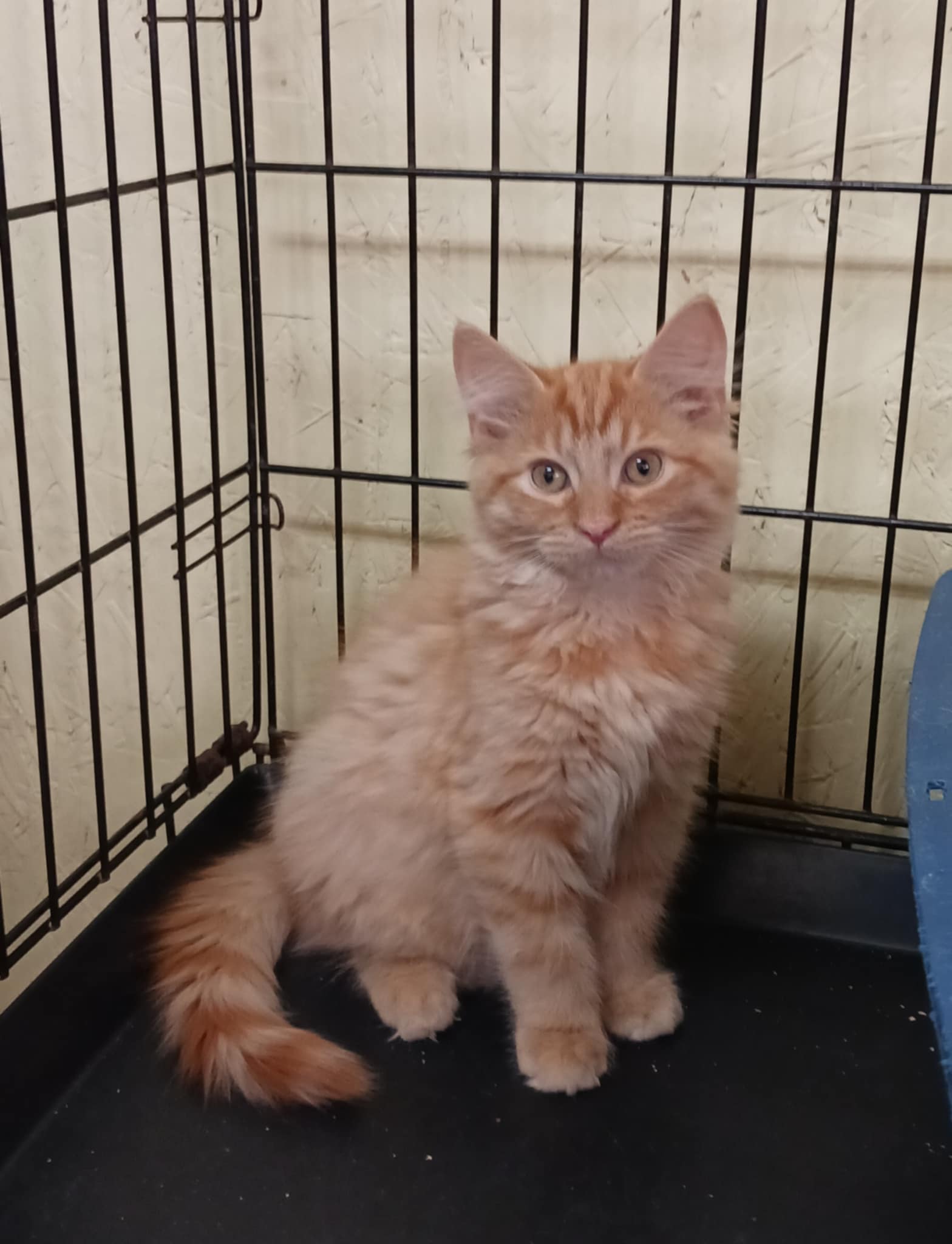 Photos Chats Adopter 06
