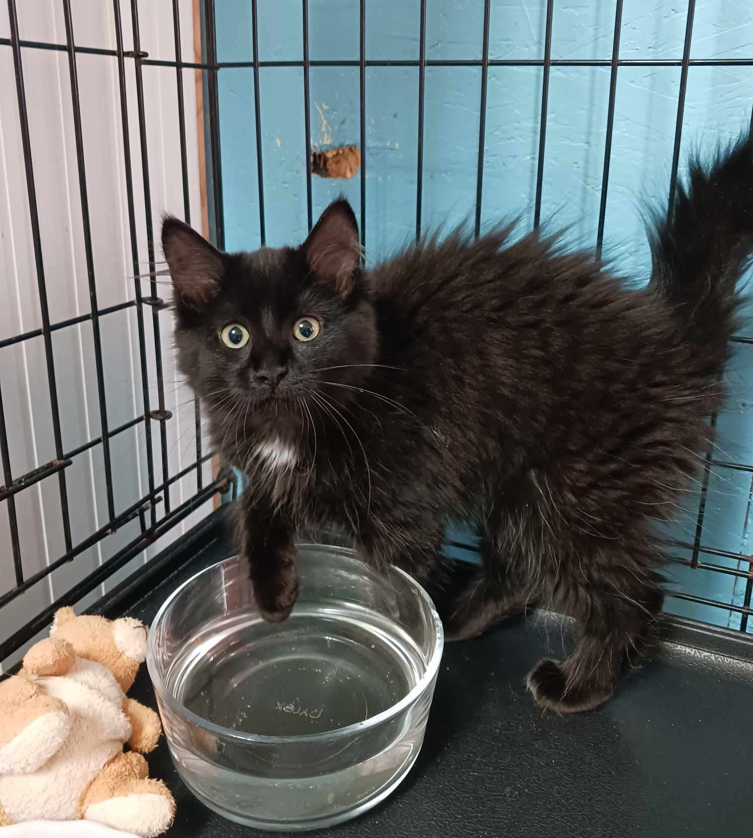 Nous vous présentons Mila - Société protectrice des animaux du Littoral