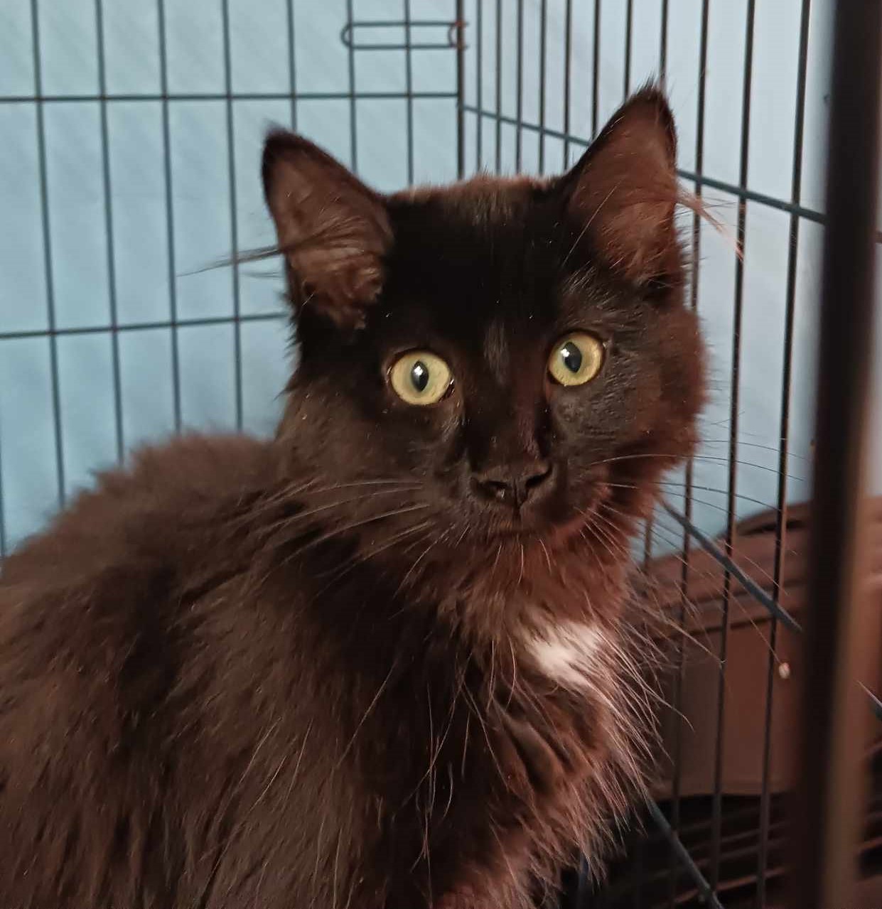 Nous vous présentons Mila - Société protectrice des animaux du Littoral